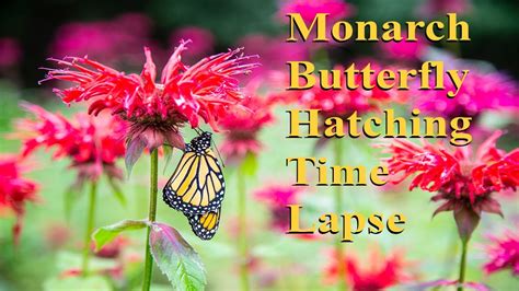 Monarch Hatching Time Lapse Youtube