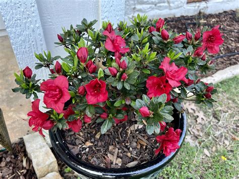 Dwarf Azalea Raustingardening