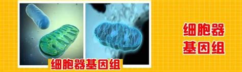 一文读懂细胞器基因组！ 知乎