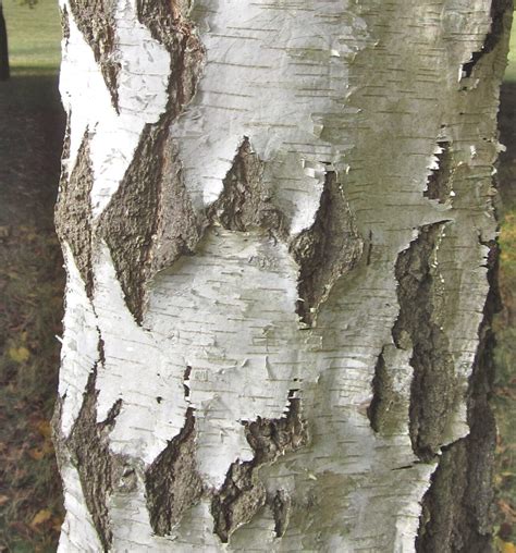 Birch Bark Identification Planting Birch Trees In Vermont