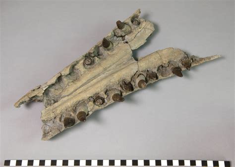 Doris The Pliosaurus Pliosaurus