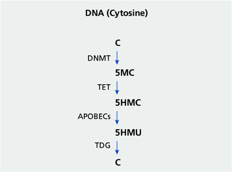 Schematic Representation Of Putative Dna Methylationdemethylation Download Scientific Diagram