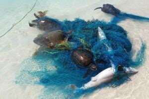 What Are Ghost Nets The Silent Killers Of Our Oceans ORP