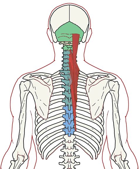 Semispinalis Cervicis Functional Anatomy Integrative Works