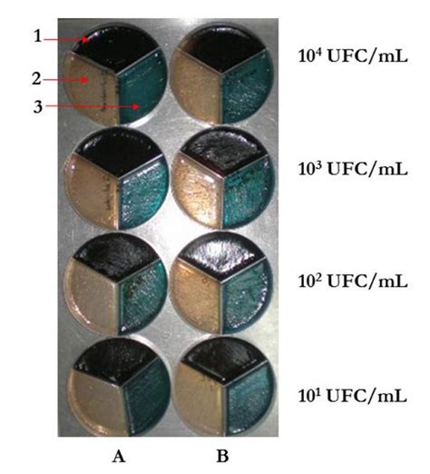 Assessment Of A Multiplex Detection Method For Salmonella Enterica Escherichia Coli O157 H7