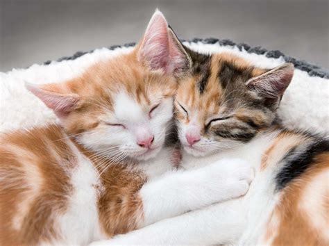 Download Cuddling Cute Cats Pictures