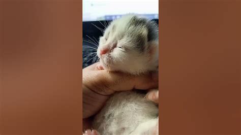 새끼 고양이가 눈을 반쯤 떴다 Shorts Youtube