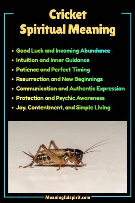 Cricket Spiritual Meaning And Symbolic Messages Explained Meaningful Spirit
