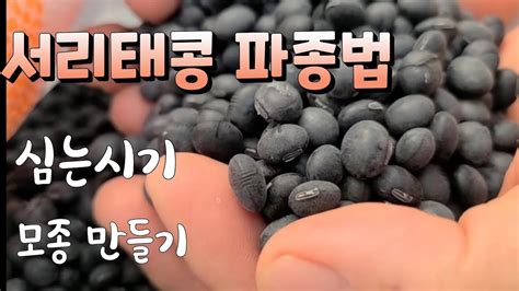 서리태콩 파종시기 서리태모종으로 다수확 방법 서리태 재배법 frost toothed YouTube