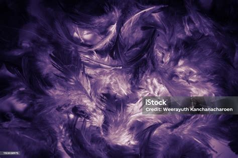 아름 다운 추상 화려한 흰색과 보라색 오렌지 블랙 핑크 빛 깃털 벽 패턴 질감 배경 및 벽지 아트 검은색에 대한 스톡 사진 및 기타 이미지 Istock