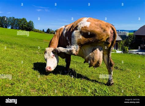Domestic Cattle Bos Primigenius F Taurus Cow Stands On A Feedlot