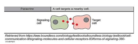 Lecture 11 Signal Transduction Flashcards Quizlet