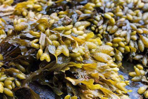 Bladderwrack Natures Fascinating T From The Sea Codeage