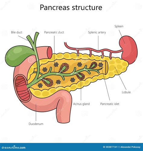 Pancreas Structure Diagram Medical Science Royalty Free Illustration 304517007