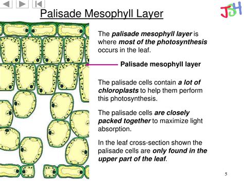 Palisade Mesophyll Cell Diagram