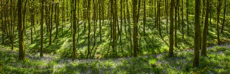 여름 임산 햇빛 고요한 녹색 글레이드 목가적인 우드랜드 야생화 파노라마 0명에 대한 스톡 사진 및 기타 이미지 0명 2015년 경관 Istock