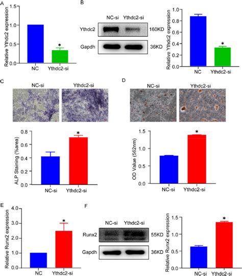 Knockdown Of Ythdc2 Promoted Bmscs Osteogenic Differentiation And Runx2