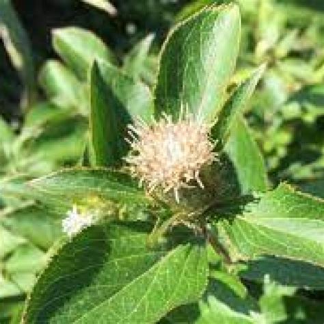 Slimming Plaster Products China Nature