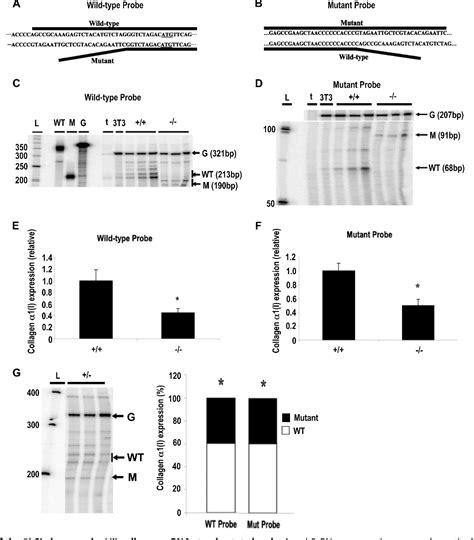 Figure 2 From Mutation Of The 5′ Untranslated Region Stem Loop Structure Inhibits α1 I Collagen