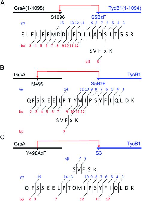 Msms Mapping Analysis Of Photo Crosslinked Peptides The Msms Spectra Download Scientific