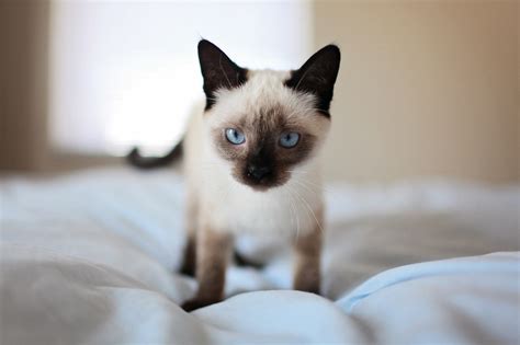 30 Adorable Siamese Cat Facts That Will Steal Your Heart