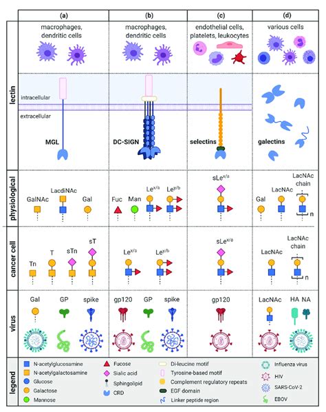 Lectins And Their Glycan Interaction Partner Physiologically In Cancer Download Scientific