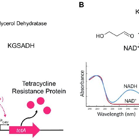 Schematic Presentation Of The Directed Evolution Strategy For The