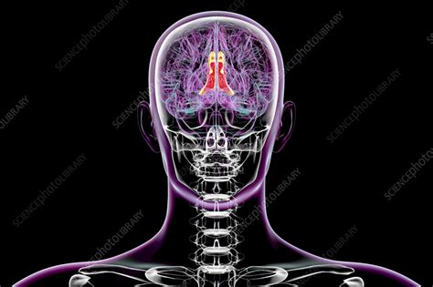 Cingulate Gyrus Illustration Stock Image F043 7629 Science Photo