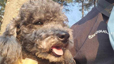 Vlog 출근하는 직장견 일상 브이로그 애완용품 할인매장 알바견의 하루 🤓 Youtube