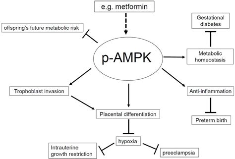 Ijms Mdpi Ijms Mdpi Twitter