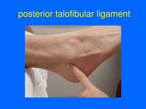 Ppt Ankle Lower Leg Lab Powerpoint Presentation Free Download Id