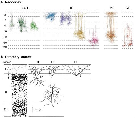 Frontiers Neocortical Lamination Insights From Neuron Types And