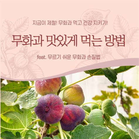 무화과 먹는 방법 무화과 보관법 팁 알려드립니다 내가 찾던 건강정보