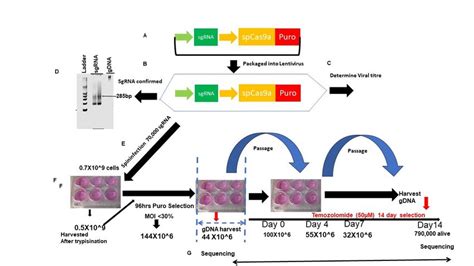 Strategy For Genome Scale Crispr Screen A Shows The Schematic Download Scientific Diagram