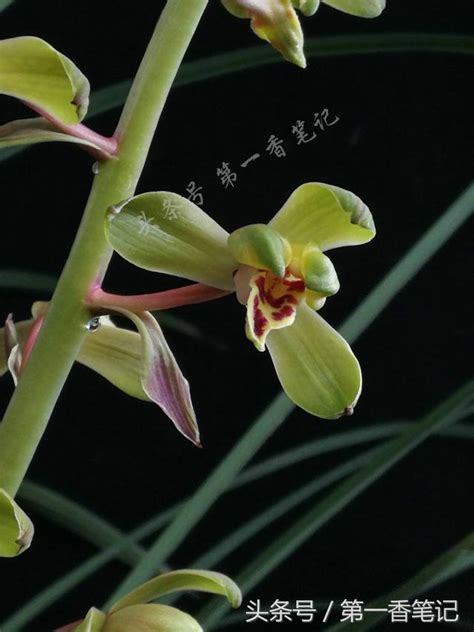 花開欣賞蕙蘭老染字的美 每日頭條
