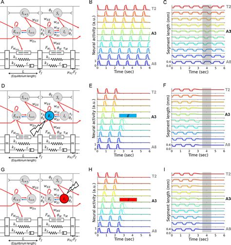 Reproduction Of Optogenetic Experiments By The Mathematical Model A A