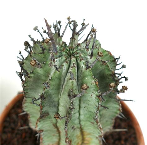 Euphorbia Horrida Super Spines Botanical Archive Acquista Ora Da