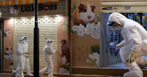 홍콩 햄스터 2천마리 안락사 파문 바이러스 돌연변이 발견