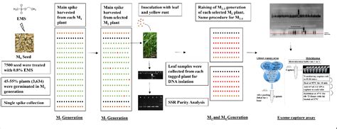 Figure 1 From Identification Of Induced Mutations In Hexaploid Wheat Genome Using Exome Capture