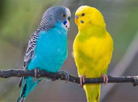 🐦თუთიყუშები🐦