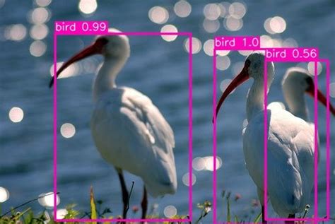 Have Started Adding Dinov3 Based Faster Rcnn Detection Models To Faster