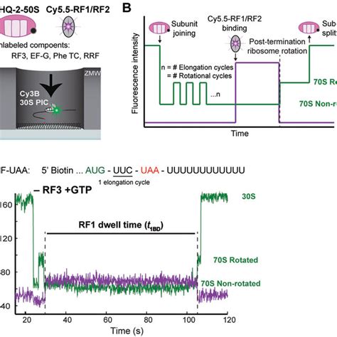 Real Time Single Molecule Translation Assay Setup A In All