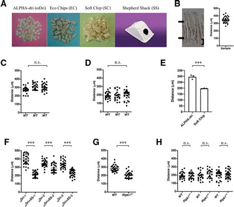 Housing Conditions Affect Enterocyte Turnover And Shedding A Housing Download Scientific