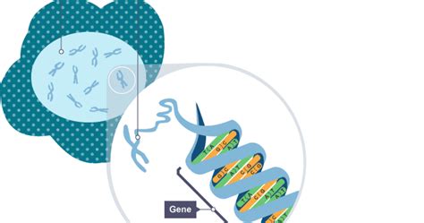 K Proshev Монохибридно вкрстување Ix одд