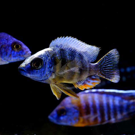Cichlid Hap Taiwan Reef Protomelas Sp Steveni Taiwan Aquatics Unlimited Cichlid Hap Taiwan Reef Protomelas Sp Steveni Taiwan Aquatics Unlimited