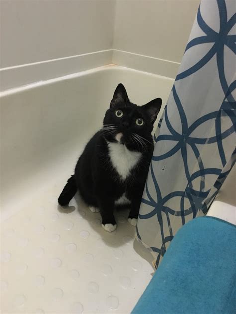So Classy She Even Wears Her Tux In The Shower R Tuxedocats