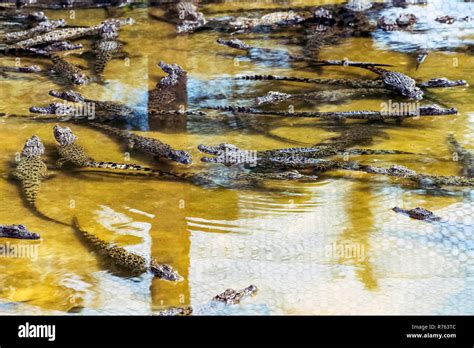 Swimming Cuban Crocodile Crocodylus Rhombifer Is A Small Species Of