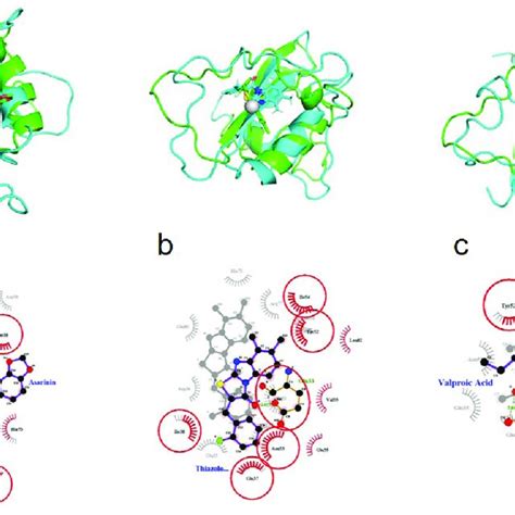 The 3d And 2d Structure Visualization Of Hpv 16 E7 And A Asarinin Download Scientific