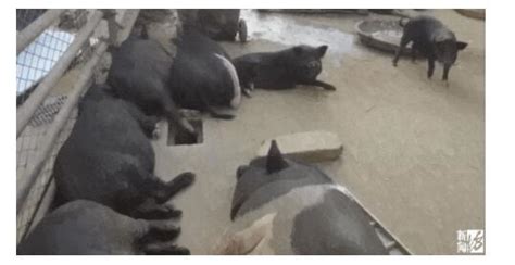 上海一居民后院养了20头猪？！满院恶臭，苍蝇满天飞，邻居苦不堪言 知乎