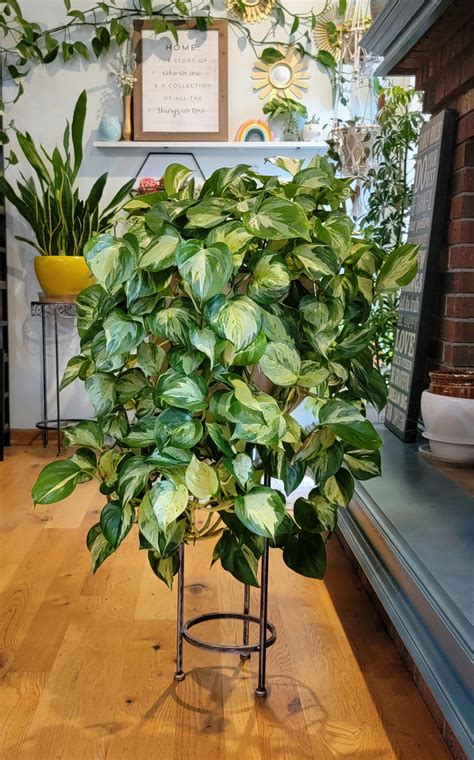Manjula Pothos Rhouseplants